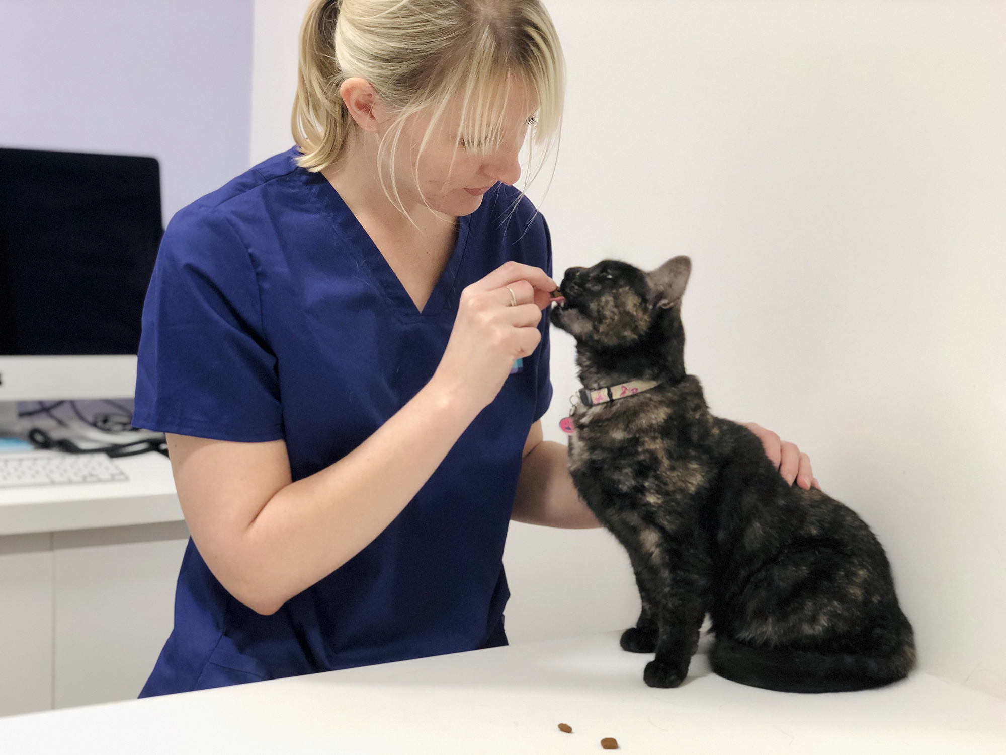 Choosing a Cat Carrier | Beacon View Vets